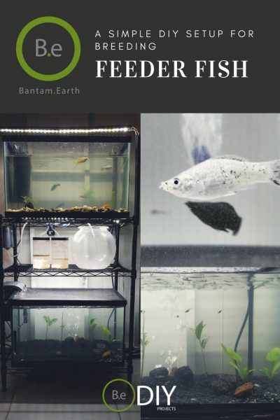 Simple DIY Feeder Fish Breeding Setup & Care Guide - Bantam.Earth
