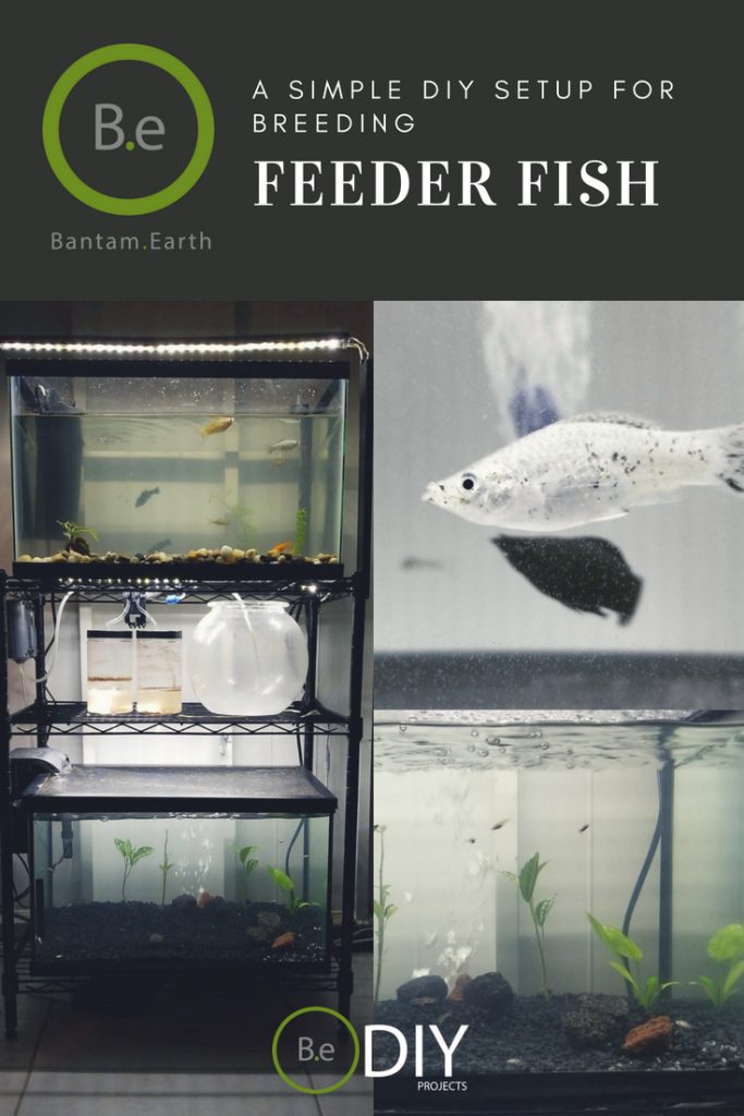 Simple DIY Feeder Fish Breeding Setup & Care Guide - Bantam.Earth