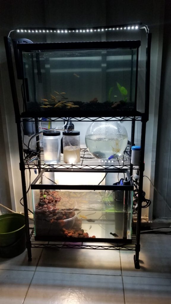 Simple DIY Feeder Fish Breeding Setup & Care Guide - Bantam.Earth