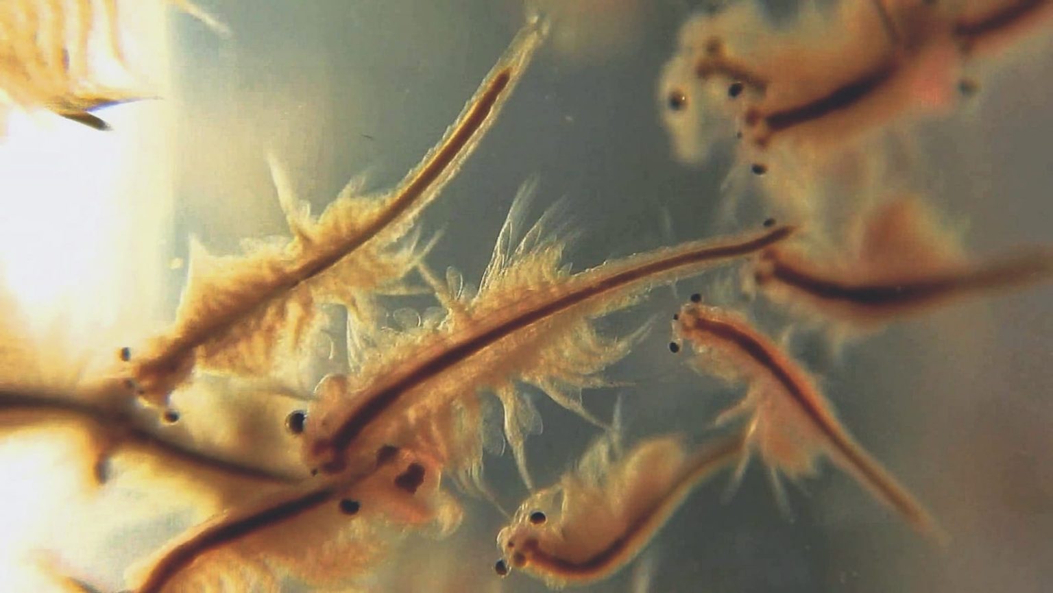 DIY Brine Shrimp Hatchery: A Complete Step-by-Step Guide