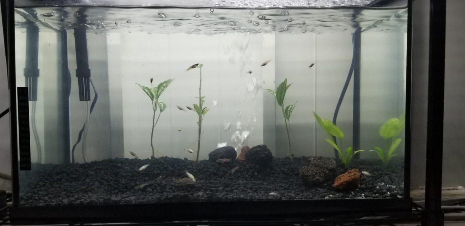 Ultimate DIY LED Aquarium Lighting Setup For Cheap! - Bantam.Earth