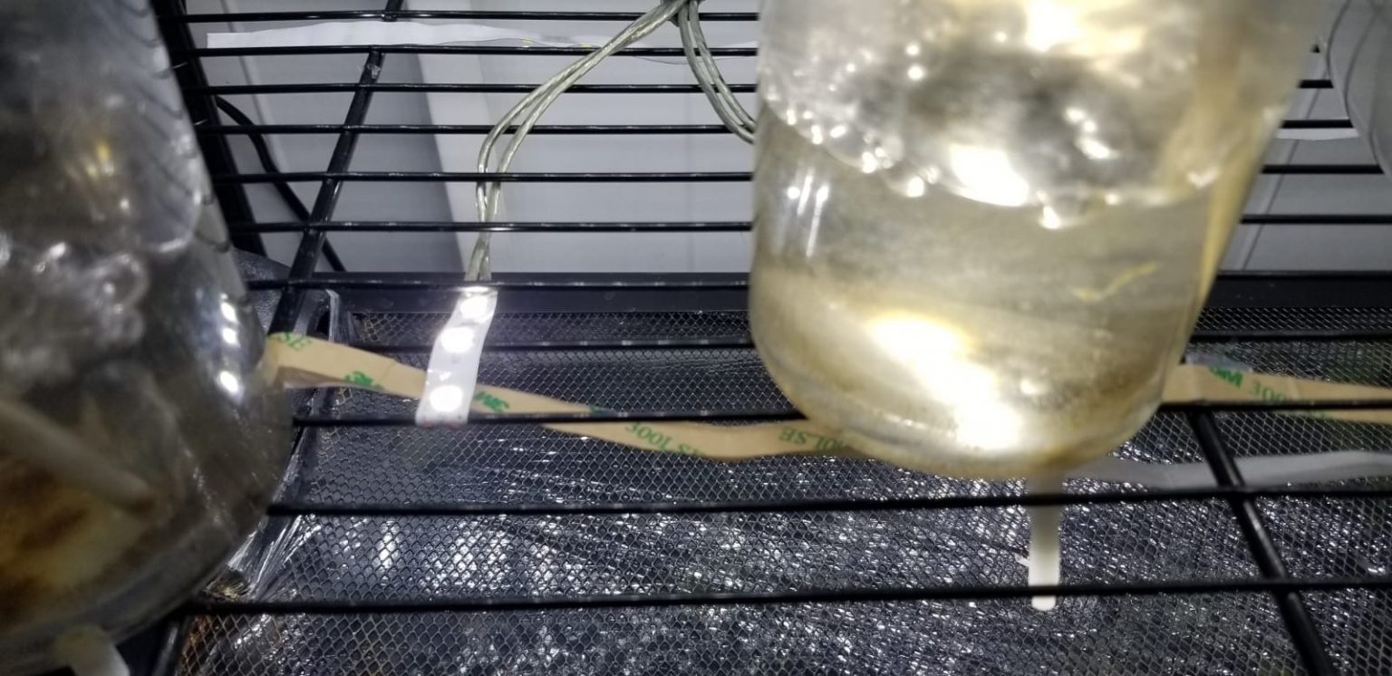 DIY Brine Shrimp Hatchery: A Complete Step-by-Step Guide