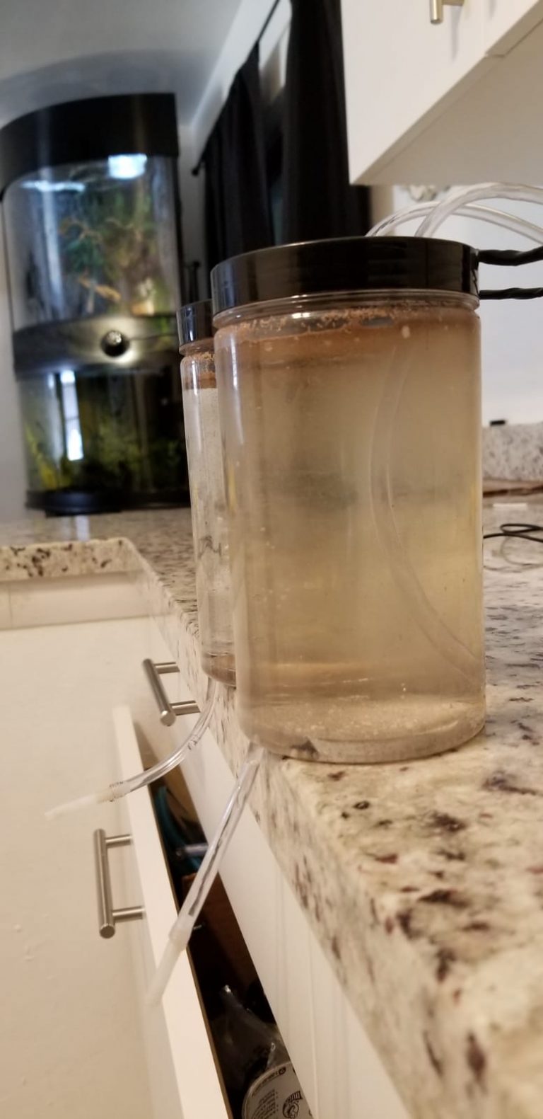 DIY Brine Shrimp Hatchery: A Complete Step-by-Step Guide