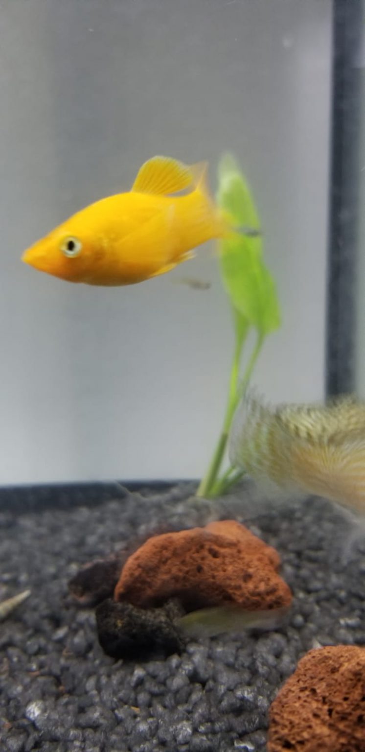 Simple DIY Feeder Fish Breeding Setup & Care Guide - Bantam.Earth