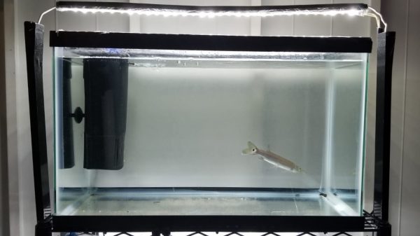 Ultimate DIY LED Aquarium Lighting Setup For Cheap! - Bantam.Earth