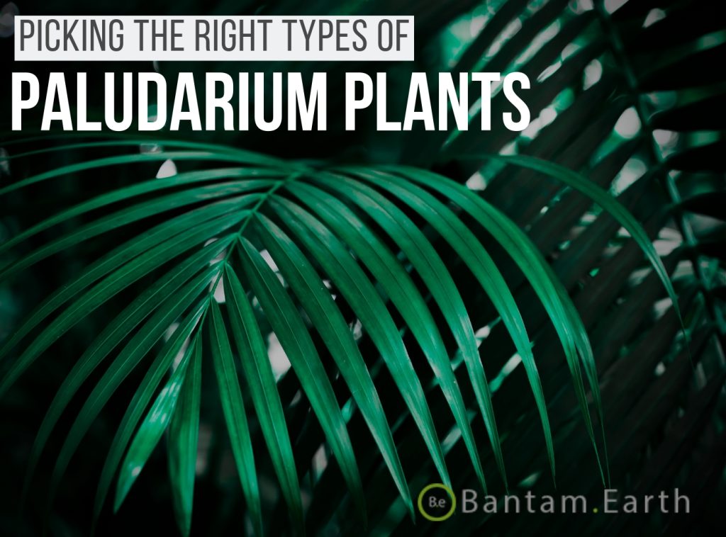 Grow | A Journal Of My Vivarium Keeping Progress - Bantam.Earth