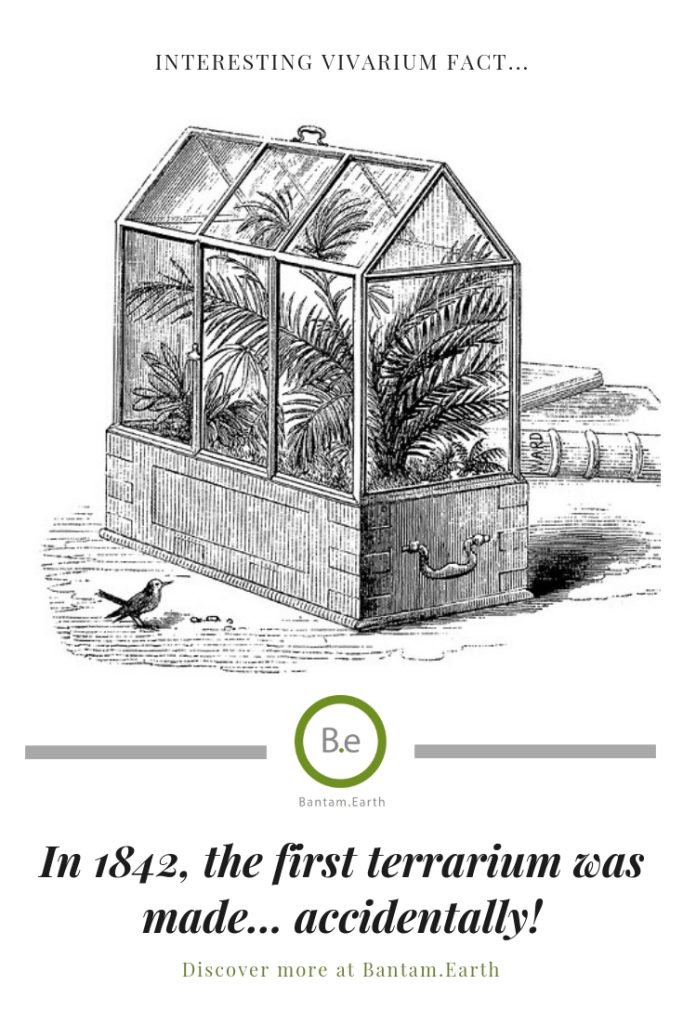 A Complete Terrarium Guide: How To Build Your Own Ecosystem