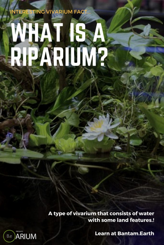 Riparium: Complete Care Guide & "How To" Build | Bantam.Earth