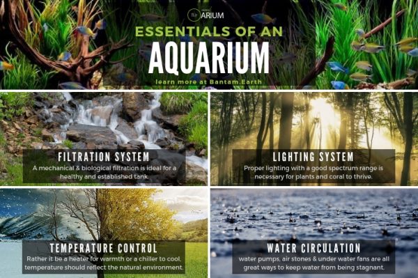 Aquarium: Complete Care Guide & "How To" Build | Bantam.Earth