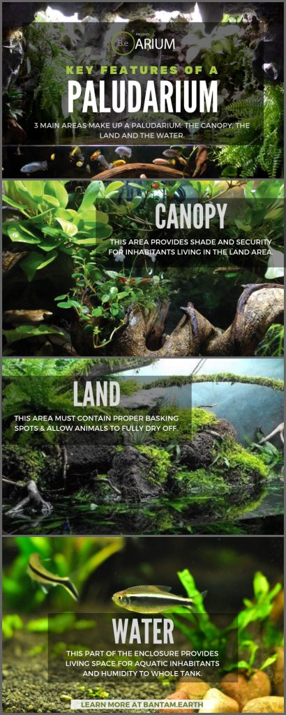 Paludarium: Everything You Need To Know BEFORE You Build!
