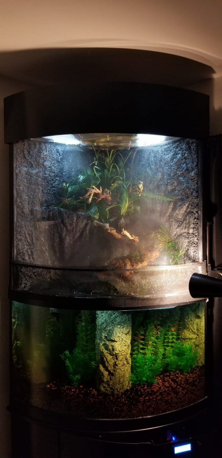 Paludarium: Everything You Need To Know BEFORE You Build!