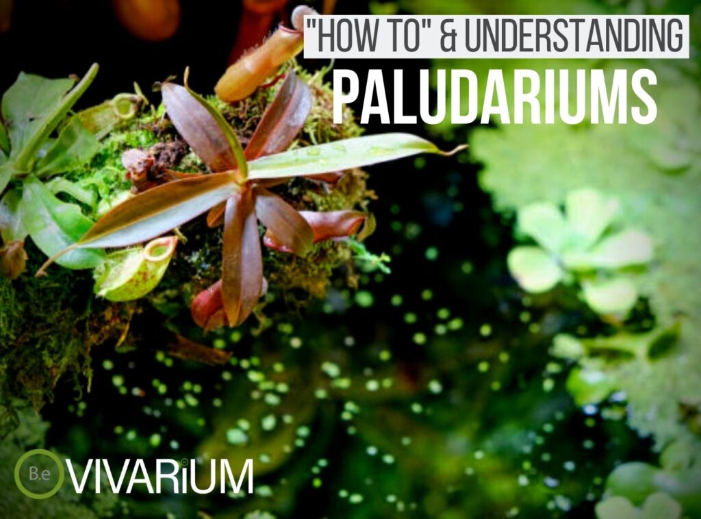 Explore Various Types Of Vivariums | Ariums | Bantam.Earth