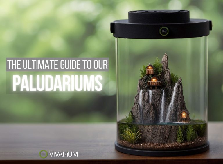 Vivariums 101: A Complete Guide To A Self-Sustaining Ecosystem!