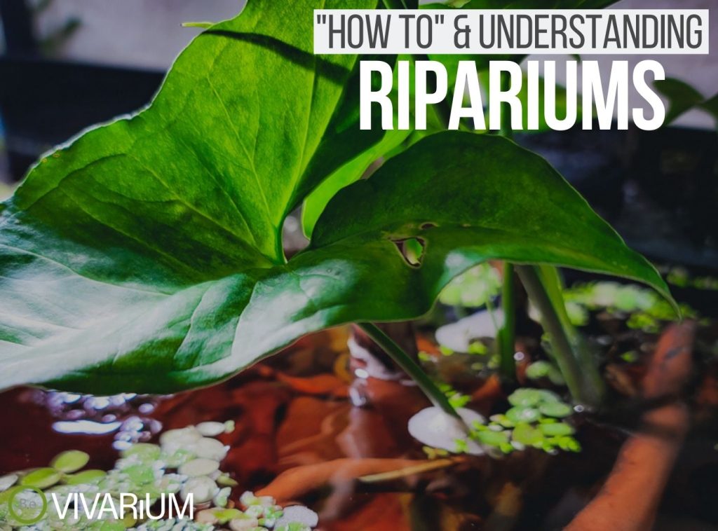 Explore Various Types Of Vivariums | Ariums | Bantam.Earth