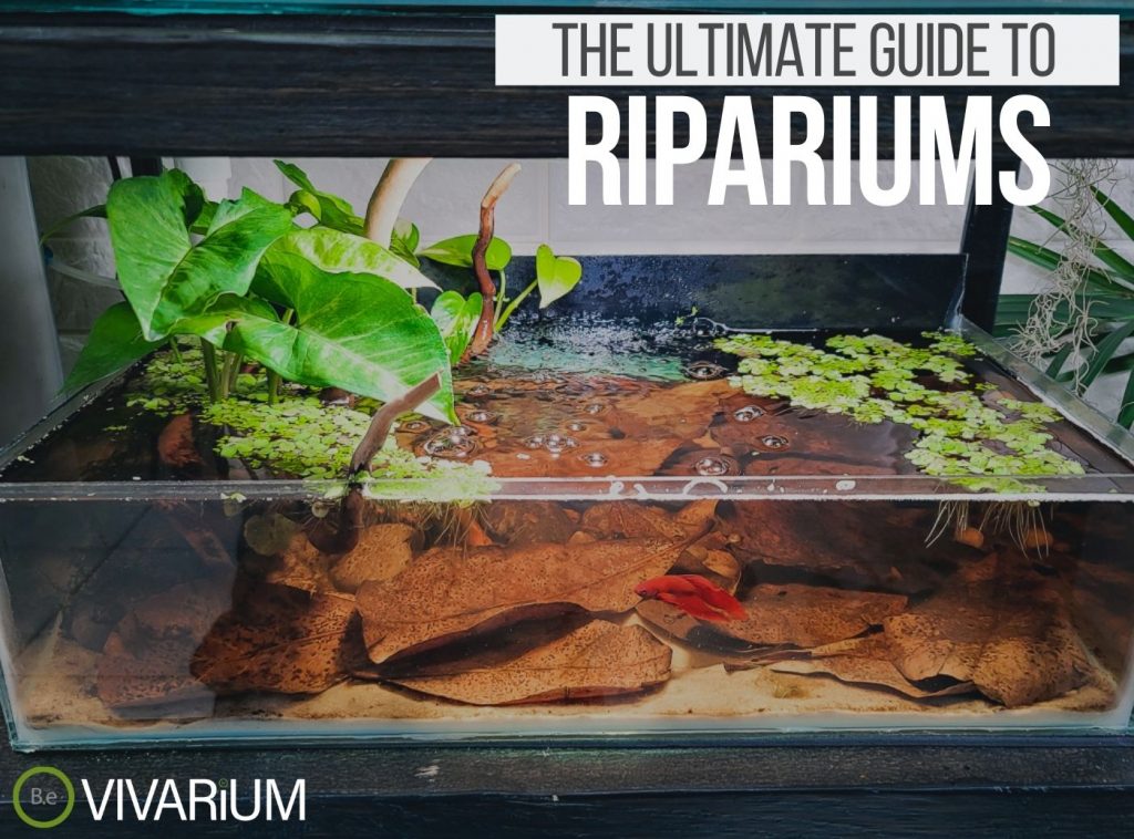 Riparium: Complete Care Guide & "How To" Build | Bantam.Earth