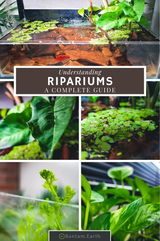 Riparium: Complete Care Guide & "How To" Build | Bantam.Earth