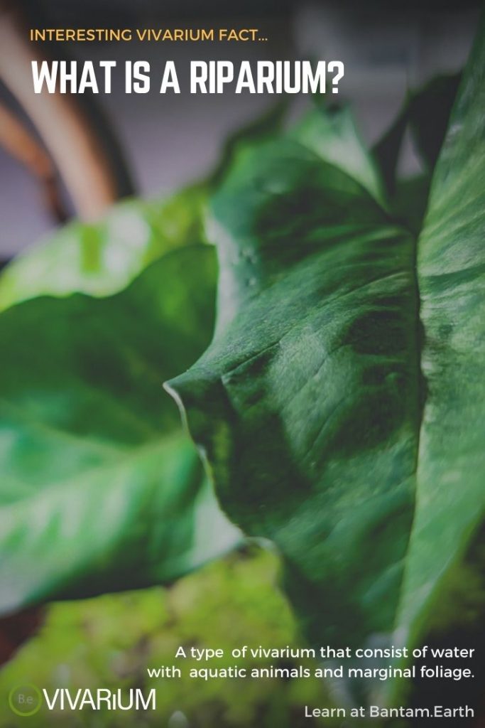 Riparium: Complete Care Guide & "How To" Build | Bantam.Earth