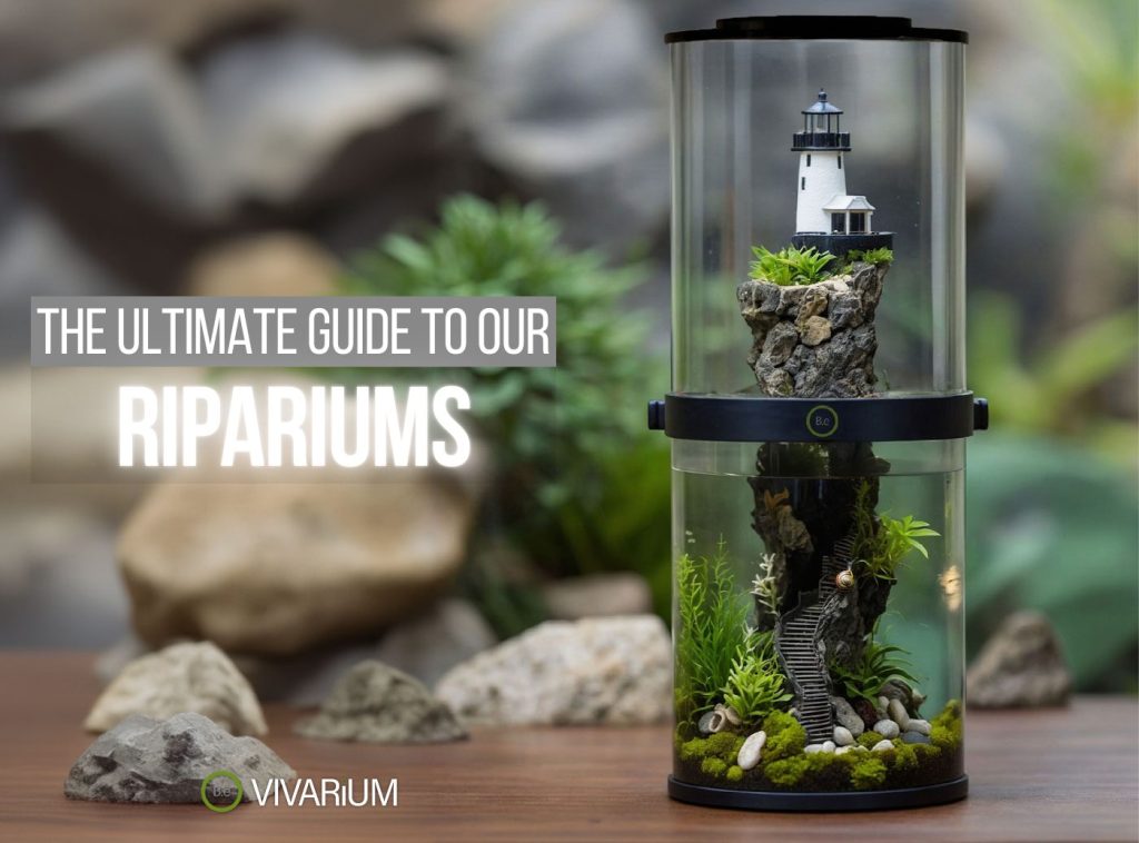 Vivariums 101: A Complete Guide To A Self-Sustaining Ecosystem!