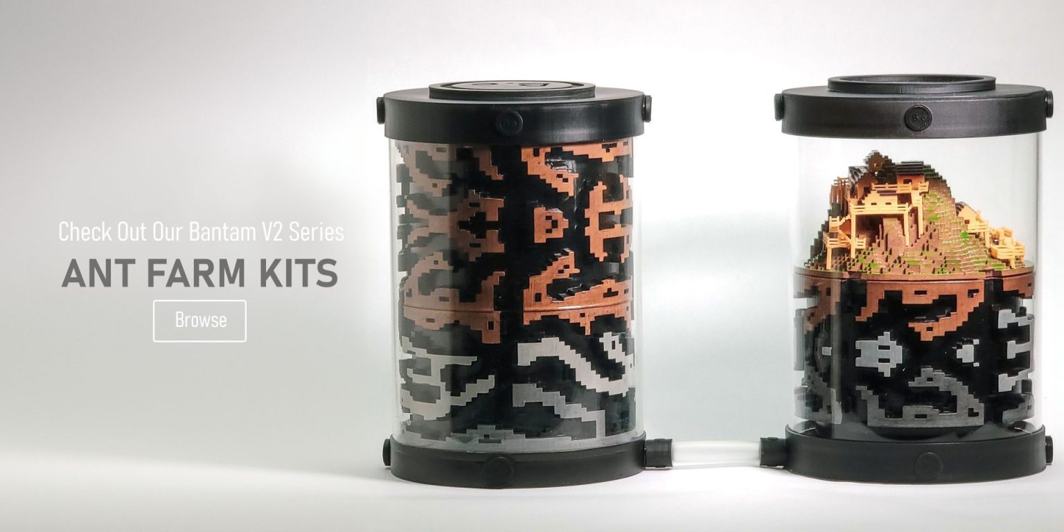 Tapinoma Sessile: Odorous House Ants Full Care Guide