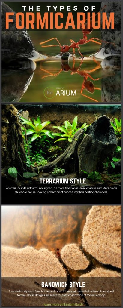 Formicarium: Complete Care Guide & "How To" Build | Ant Farms