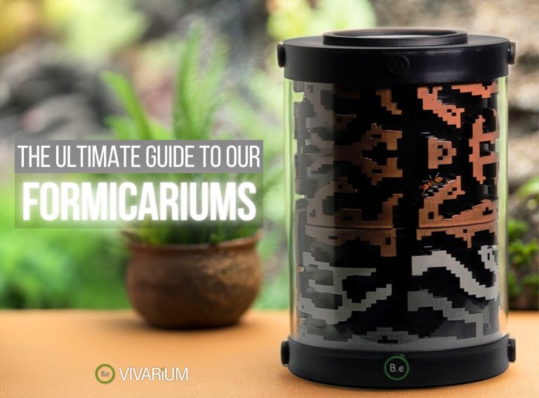 Explore Our Various Types Of Vivariums | Bantam + Ariums