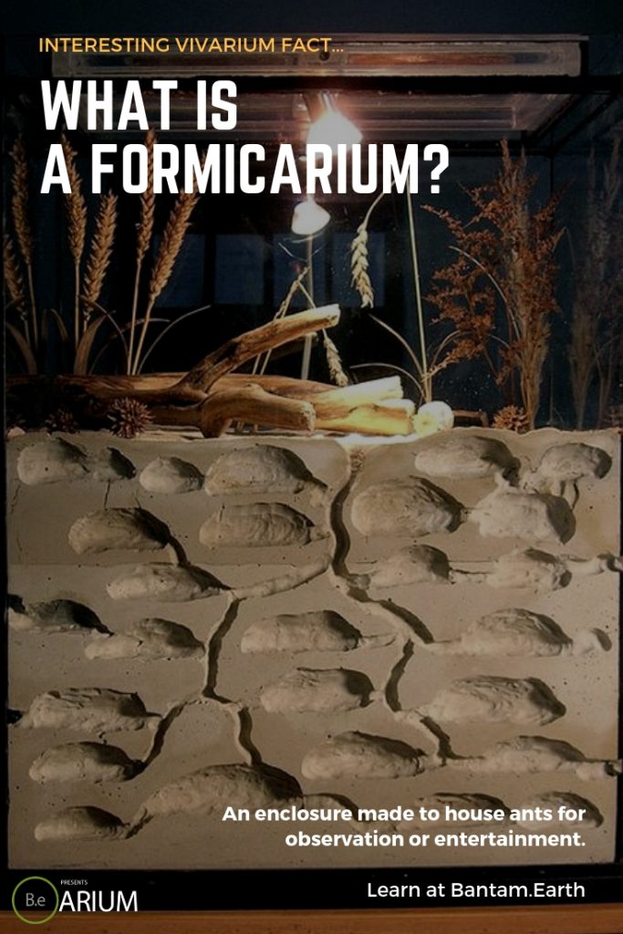 Formicarium: Complete Care Guide & "How To" Build | Ant Farms
