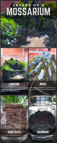 Mossarium 101: A Complete Guide To Making Your Own Moss Terrarium!