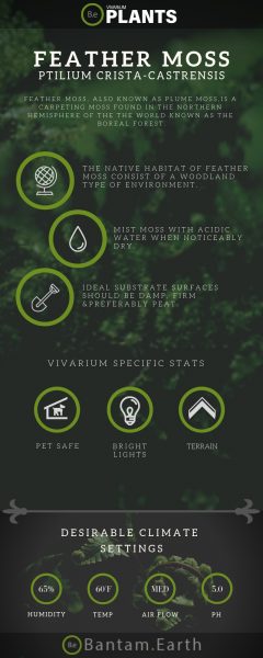 Ptilium Crista-castrensis "Feather Moss" Care Guide | Vivarium Plants