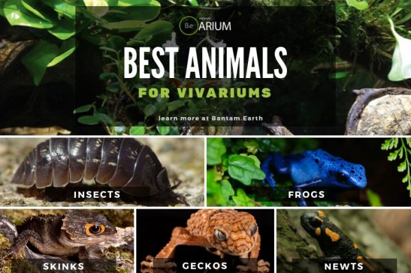 Vivariums 101: A Complete Guide To A Self-Sustaining Ecosystem!