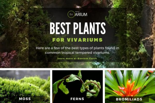 Vivariums 101: A Complete Guide To A Self-Sustaining Ecosystem!