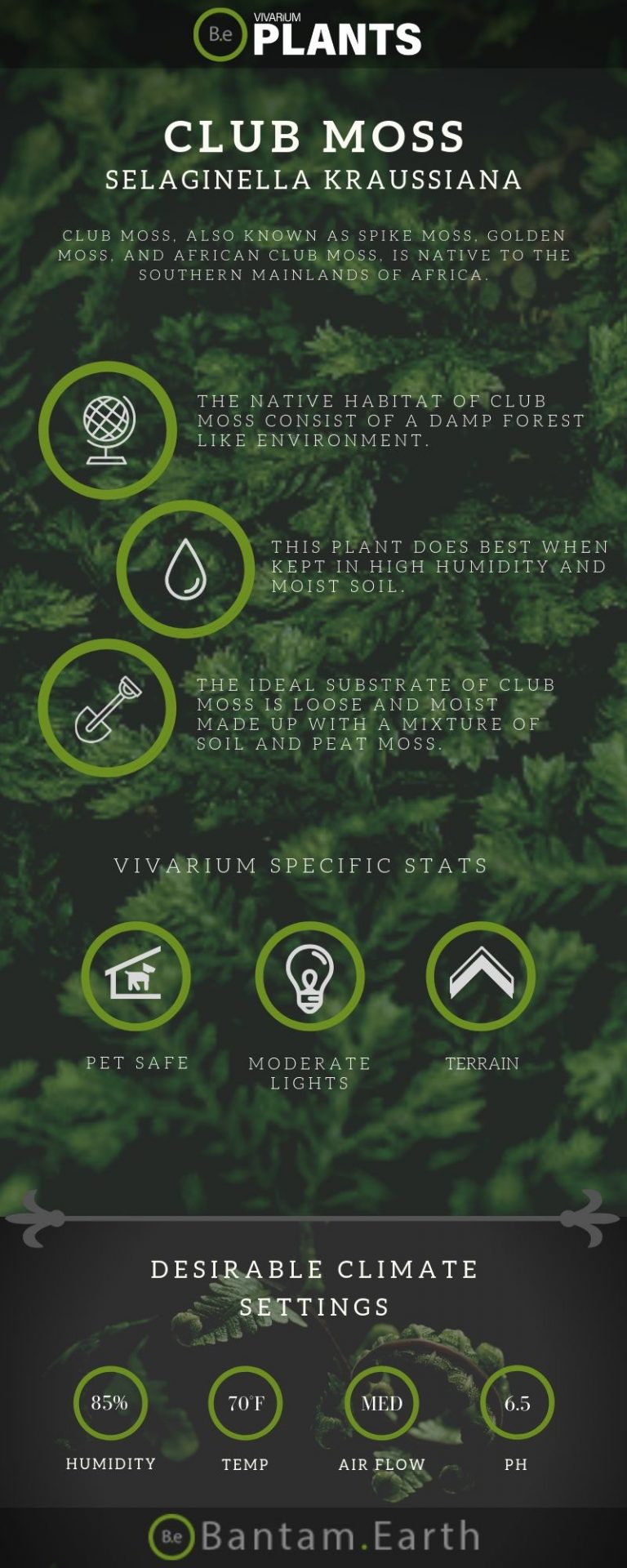Selaginella Kraussiana "Club Moss" Care Guide | Vivarium Plants