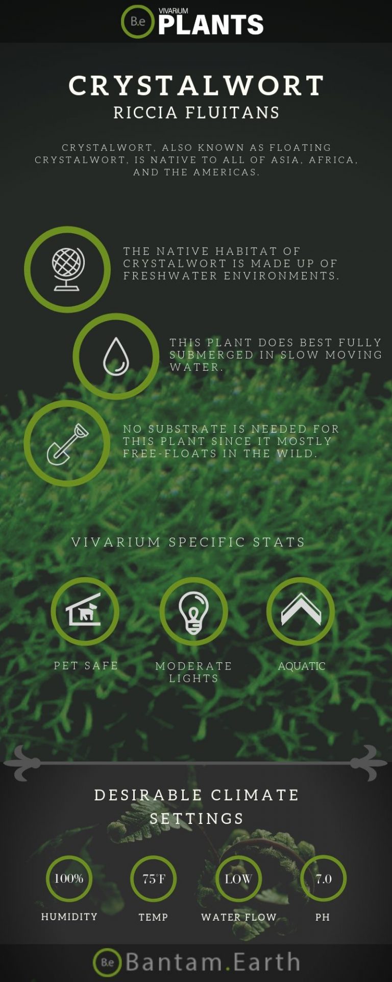 Riccia Fluitans "Crystalwort" Care Guide | Vivarium Plants