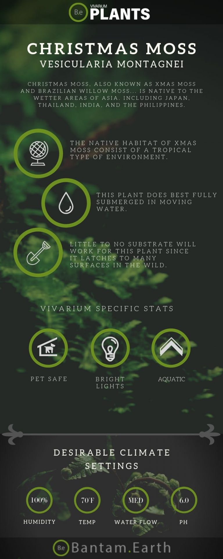 Vesicularia Montagnei "Christmas Moss" Care Guide | Vivarium Plants