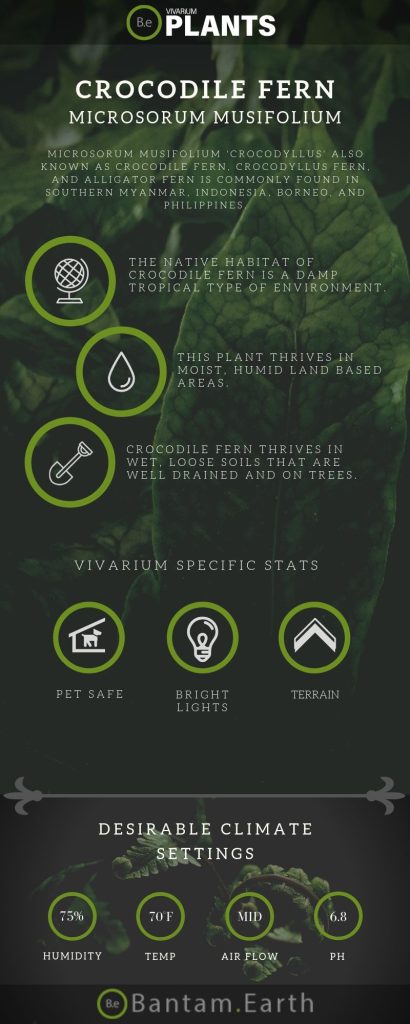 Microsorum Musifolium "Crocodile Fern" Care Guide | Vivarium Plants
