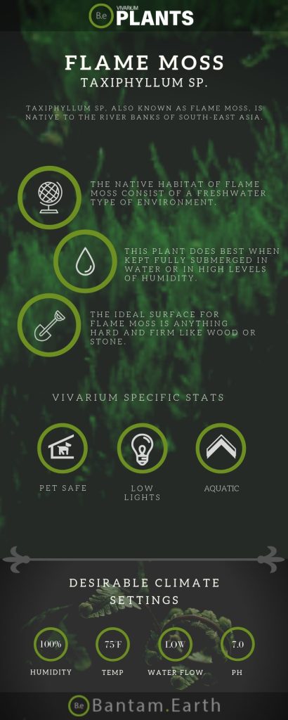 Taxiphyllum Sp. "Flame Moss" Care Guide | Vivarium Plants