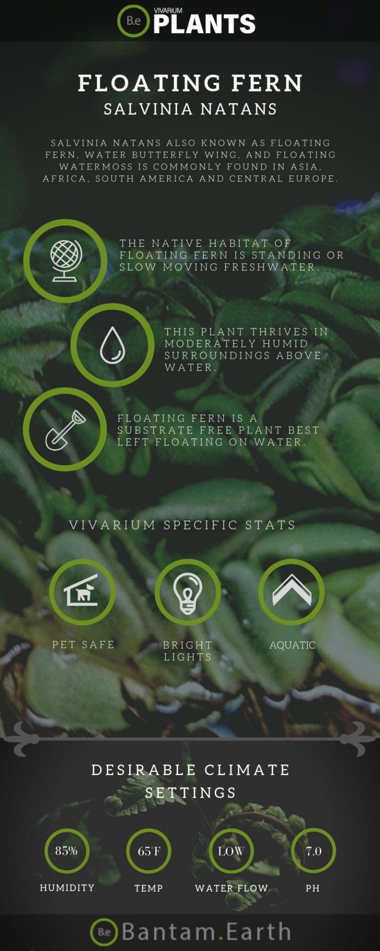 Salvinia Natans "Floating Fern" Care Guide | Vivarium Plants