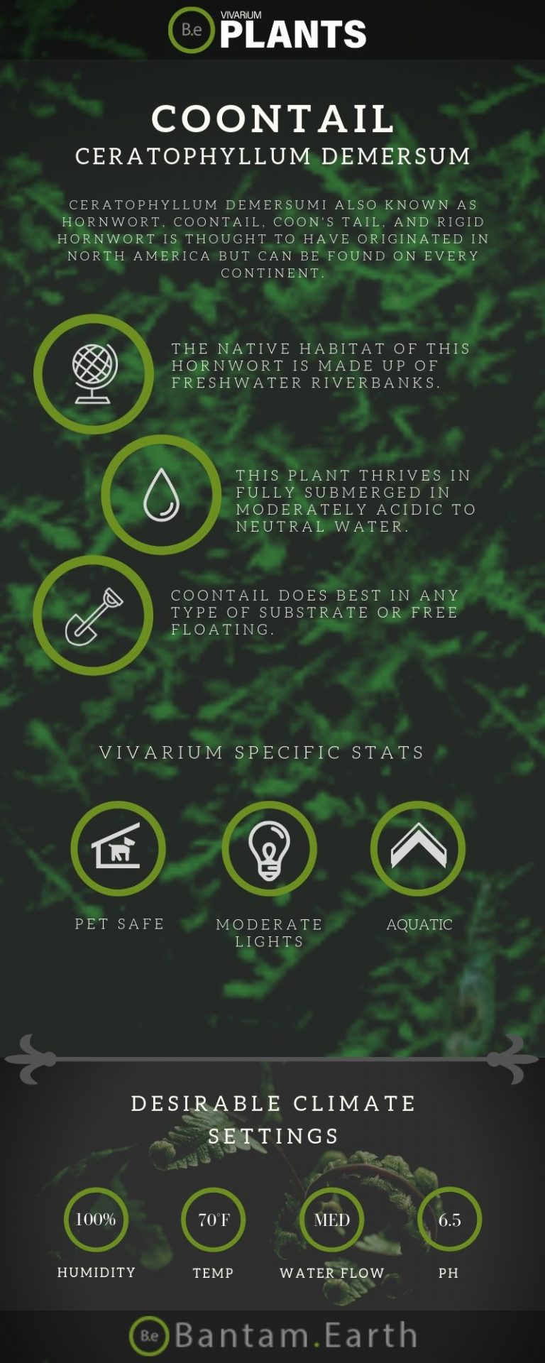 Ceratophyllum Demersum "Hornwort " Plant Care Guide