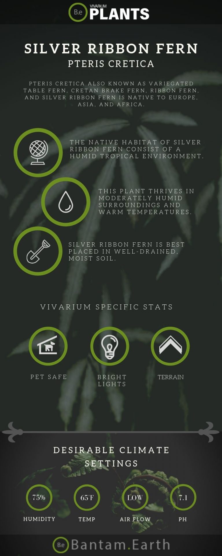 Pteris Cretica "Silver Ribbon Fern" Care Guide | Vivarium Plants