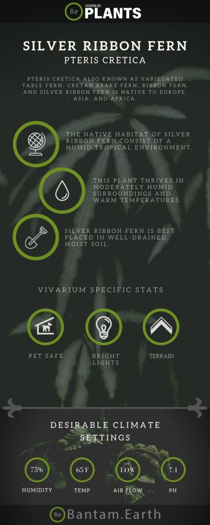 Pteris Cretica "Silver Ribbon Fern" Care Guide | Vivarium Plants