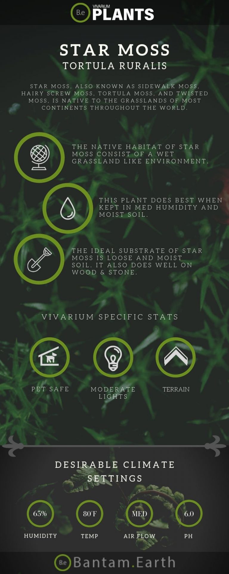 Tortuola Ruralis "Star Moss" Care Guide | Vivarium Plants