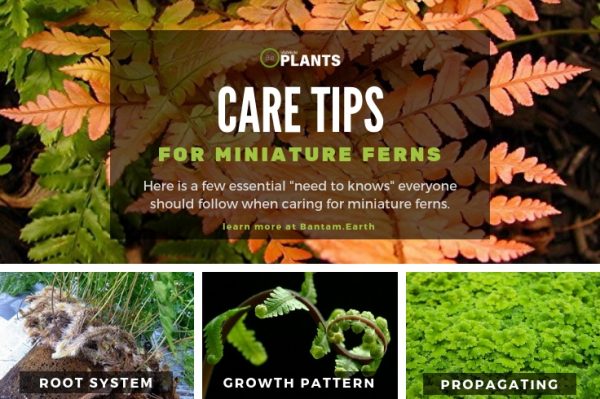 Complete List Of Miniature Fern For Vivariums & Care Guide Tips