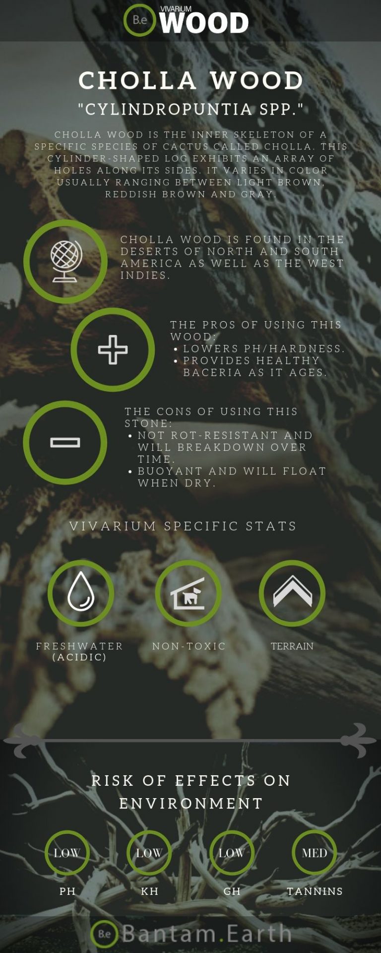 Cacti Wood "Cholla Wood" Aquascape | The Driftwood Guide