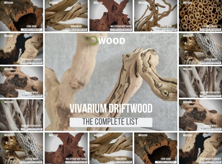 Explore Various Types Of Vivarium Hardscape | Bantam.Earth