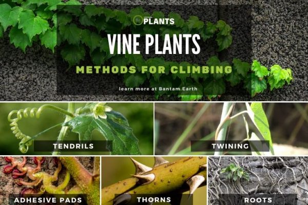19 Types Of Vine Plants For Vivariums | Placement & Pictures