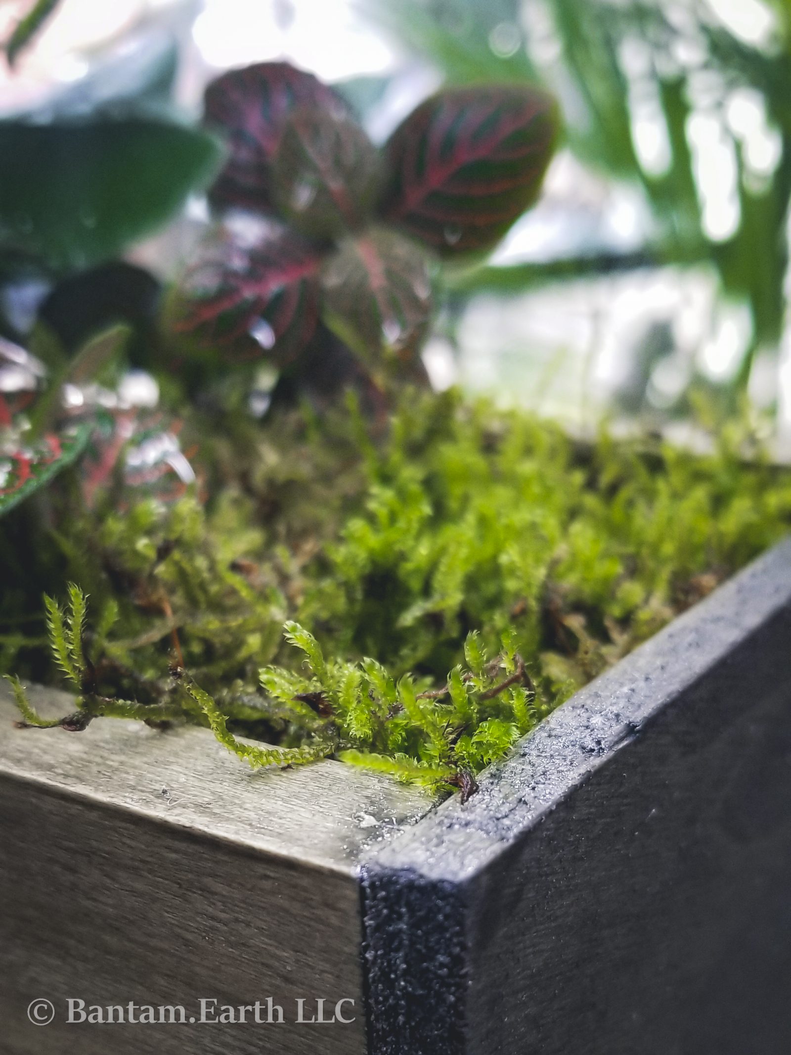 DIY Mini Indoor Planter Box With Built In Drainage Tray - Bantam.Earth