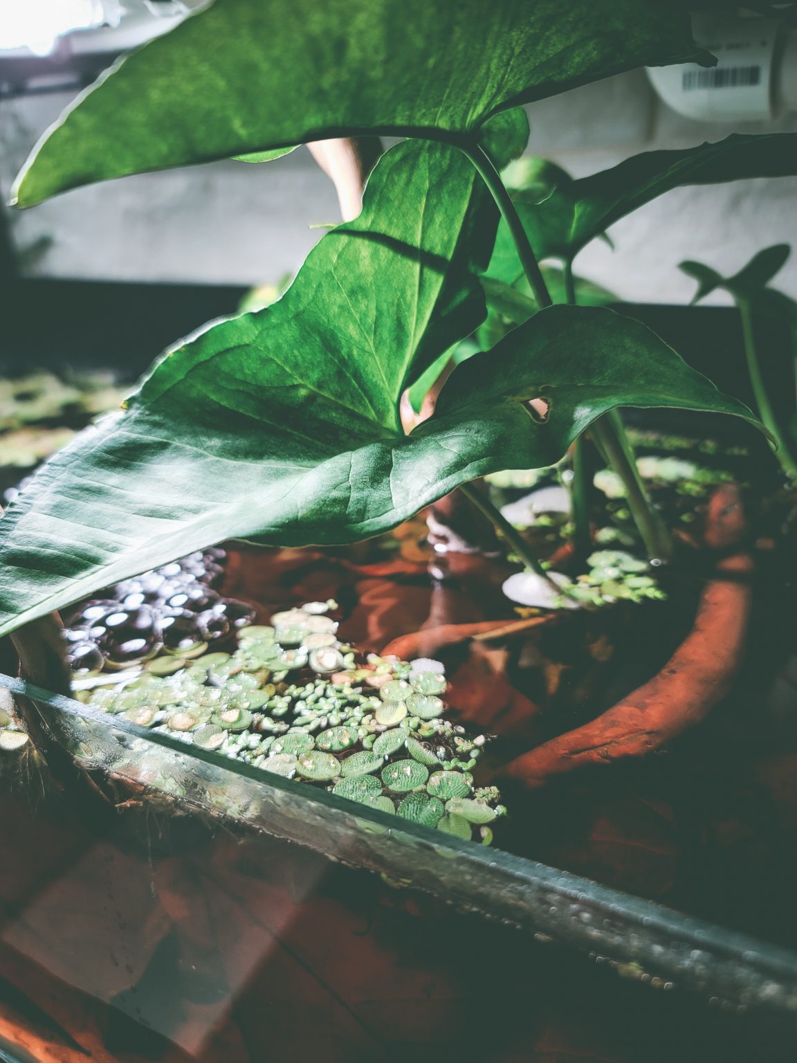 Explore Various Types Of Vivarium Plants | Bantam.Earth