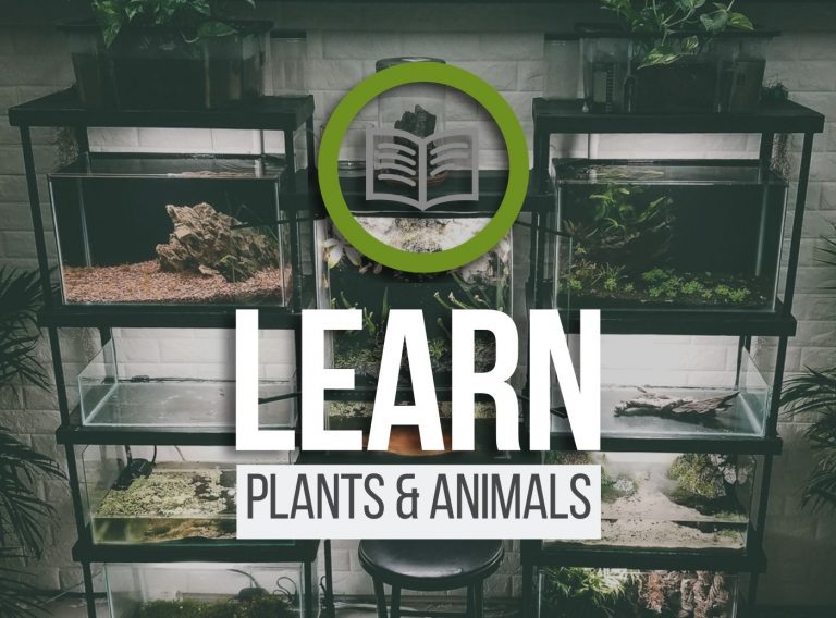 Explore Various Types Of Vivariums | Ariums | Bantam.Earth