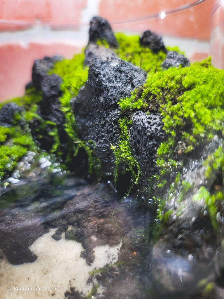 DIY Mini Paludarium | Using Sidewalk Moss, A Few Rocks & A Little Soil