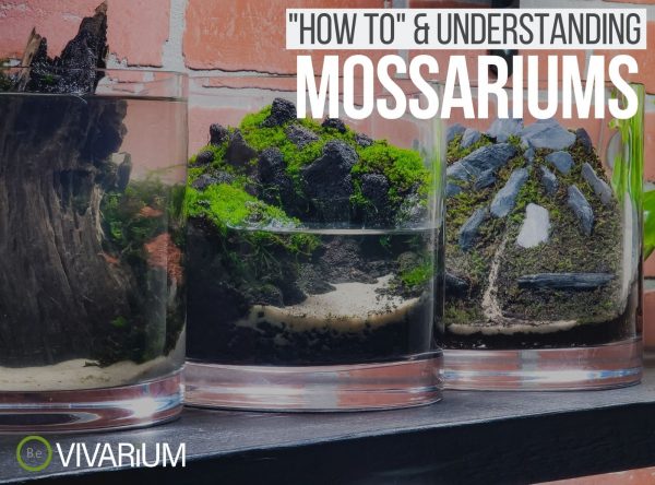 Formicarium: Complete Care Guide & "How To" Build | Ant Farms