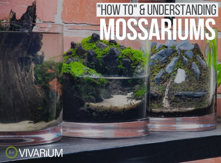 Formicarium: Complete Care Guide & "How To" Build | Ant Farms